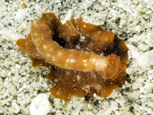 Phrikoceros katoi · iNaturalist