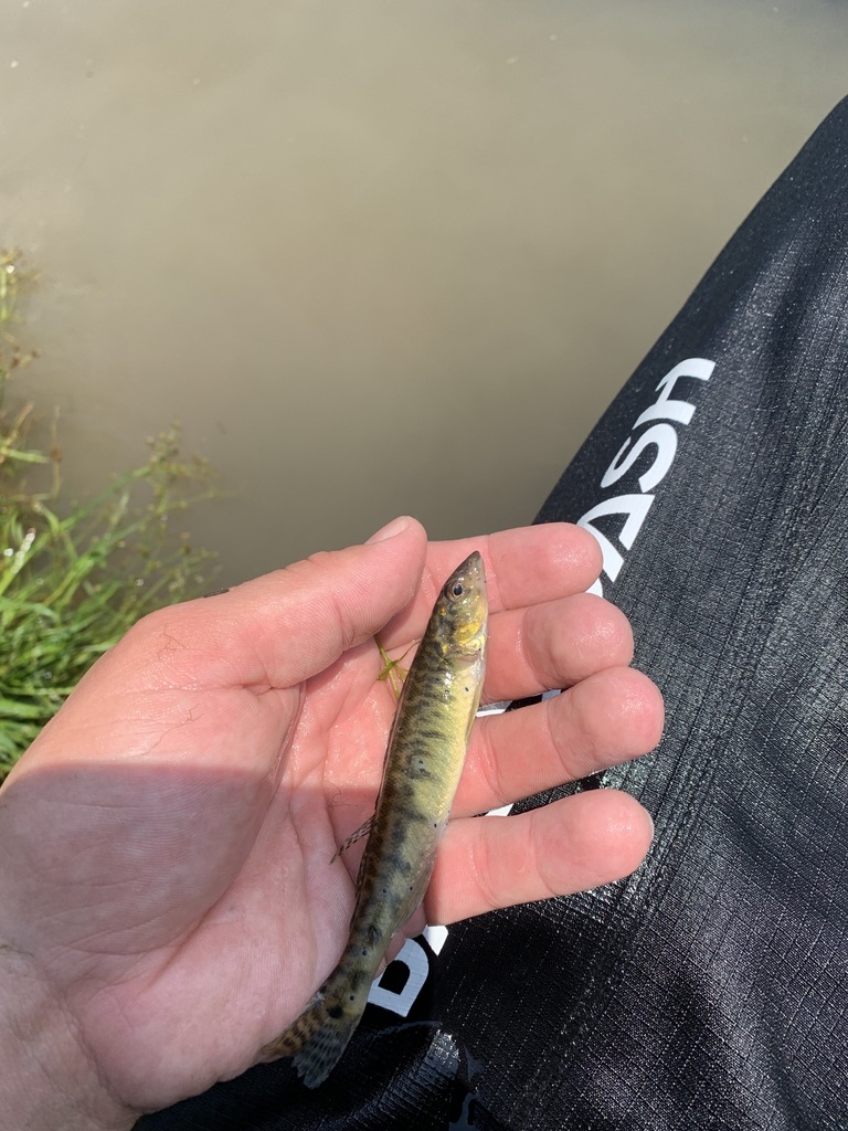 Common Logperch from Peterborough, ON, Canada on July 4, 2023 at 01:27 ...