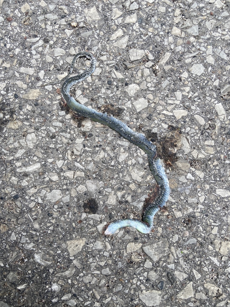 Smooth Greensnake in July 2023 by Janet Novak · iNaturalist
