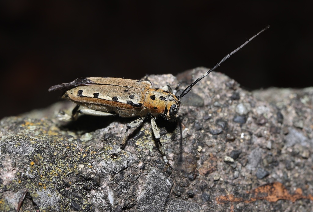 Saperda ocelota from Камисояги, Ямато, Канагава 242-0029, Япония on ...