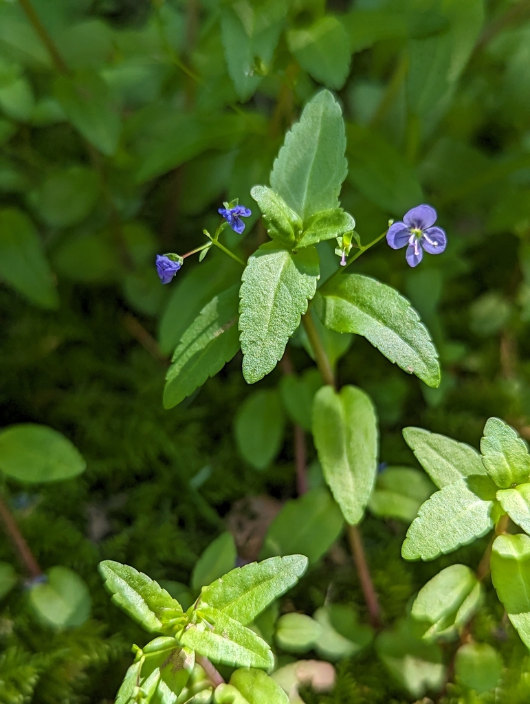 American brooklime from Sequim, WA 98382, USA on July 8, 2023 at 01:27 ...