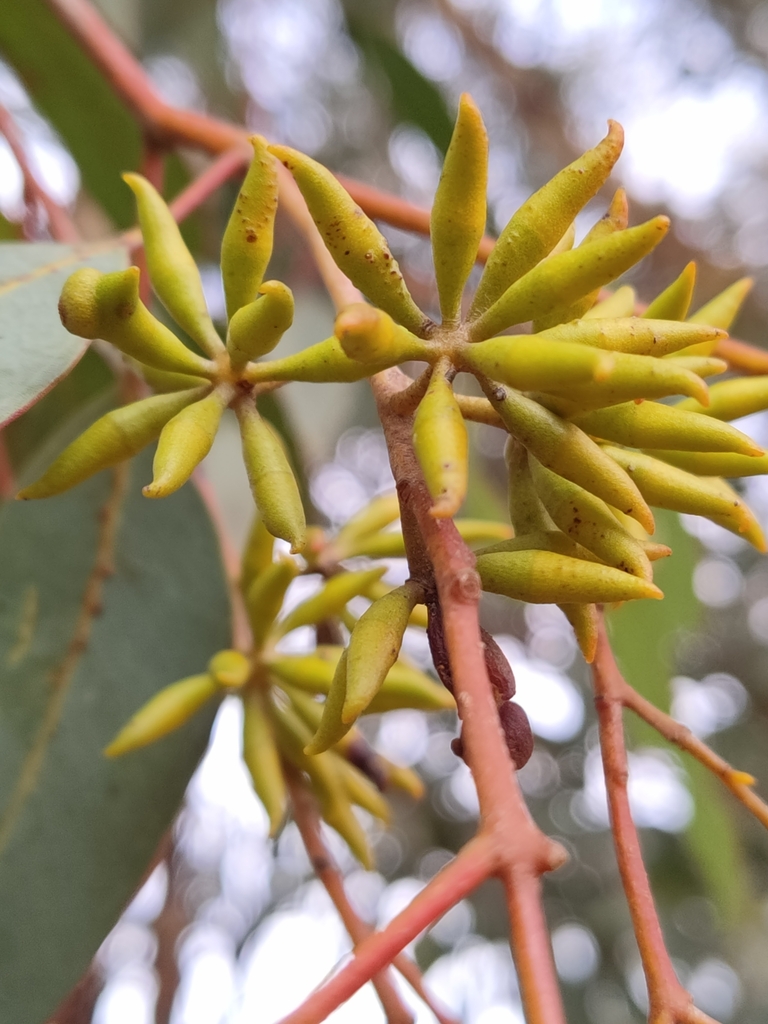 wandoo (Eucalyptus wandoo) - Botanical Realm