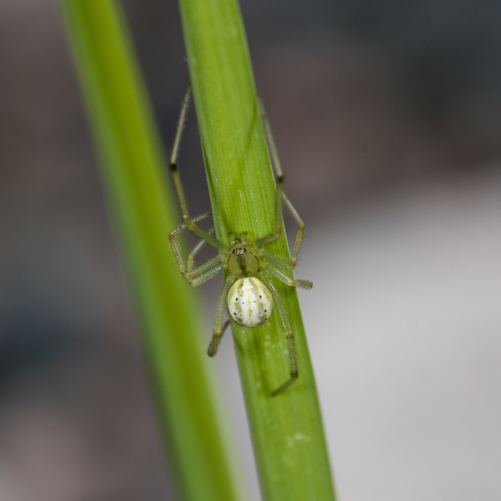 Scarce candy-striped spider from Talgar, Almaty, Kazakhstan on June 16 ...