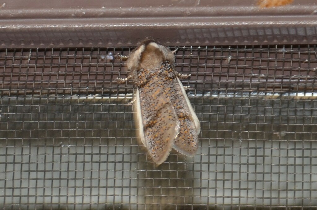 Boisduval's Autumn Moth from Douglas Scrub, Blewitt Springs SA 5171 ...