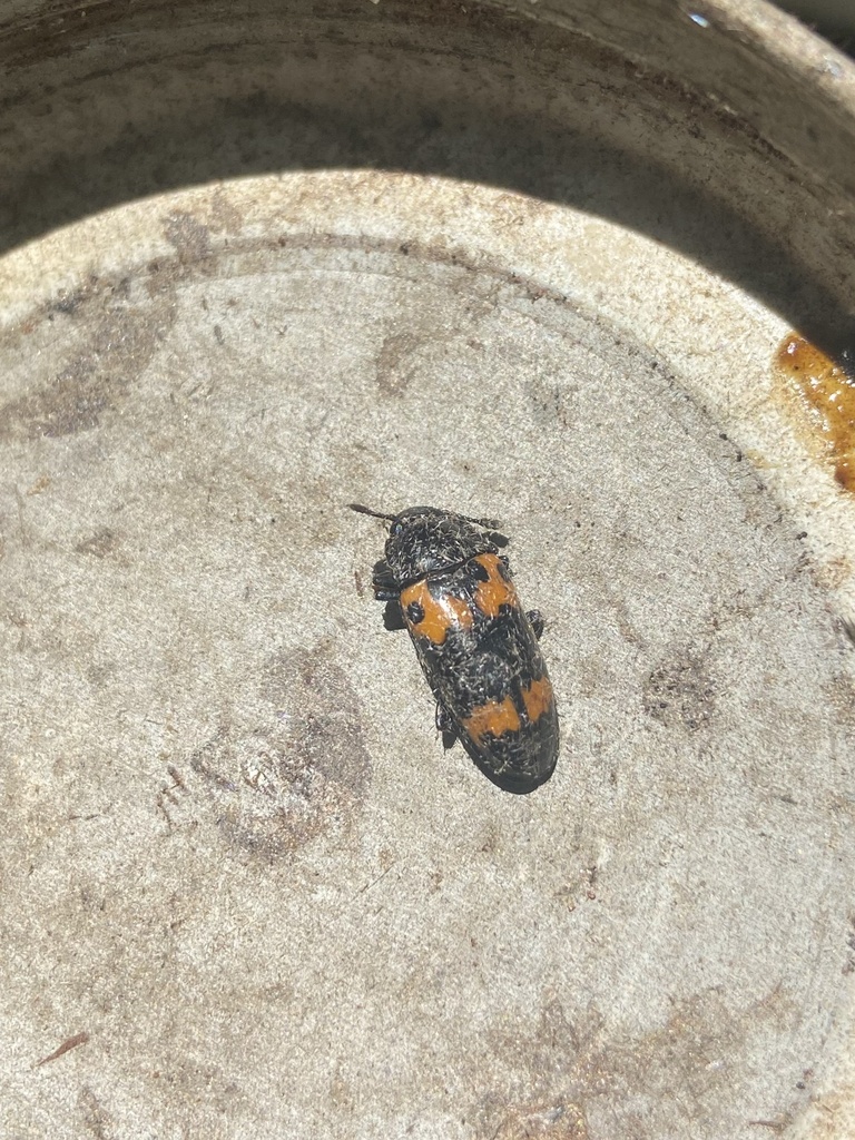 Red-banded Fungus Beetle from Ellsinore, MO, US on July 7, 2023 at 01: ...