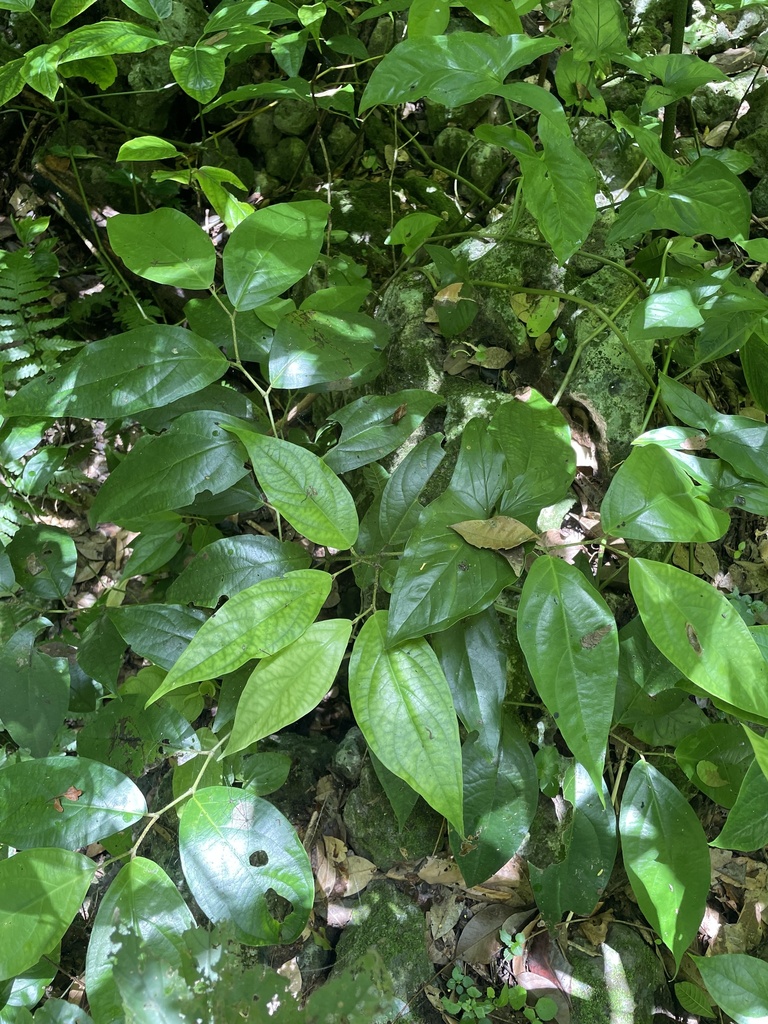 Caracas pepper from Puerto Rico, Peñuelas, Puerto Rico, US on July 7 ...