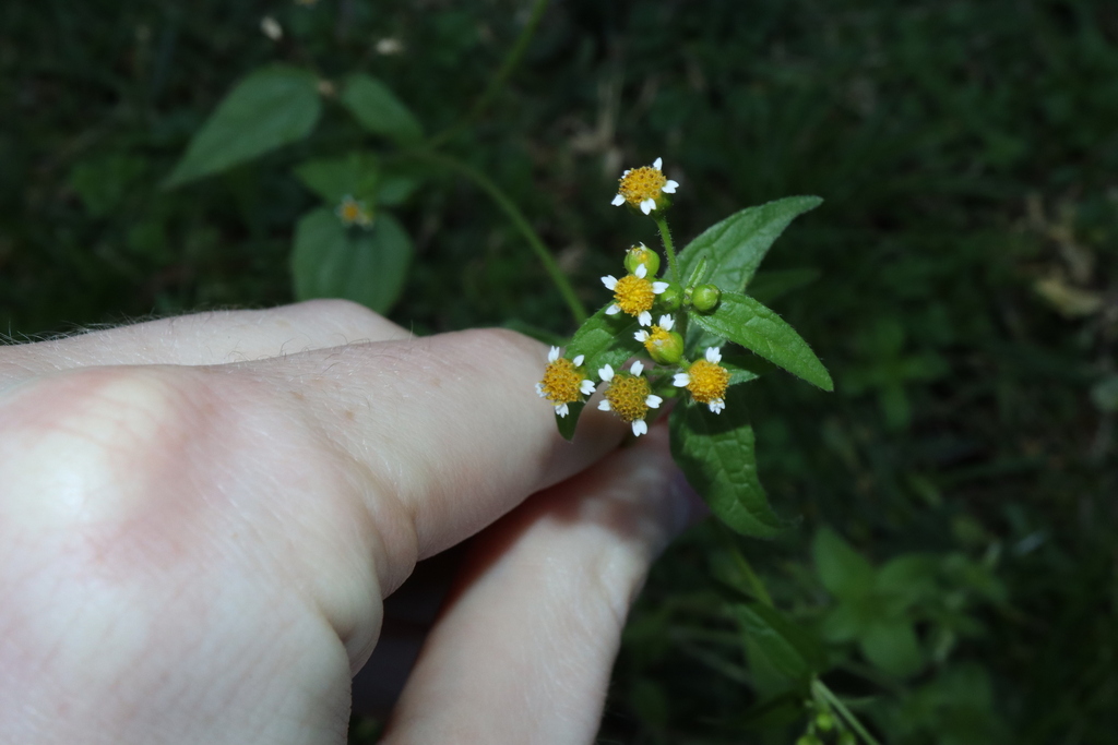 Gallant Soldier from Sydney NSW, Australia on July 9, 2023 at 11:34 AM ...