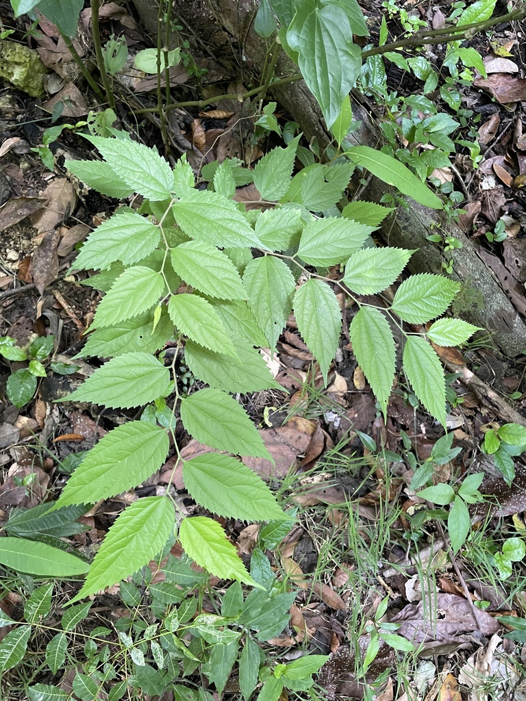 Celtis trinervia from Puerto Rico, Guayanilla, Puerto Rico, US on July ...