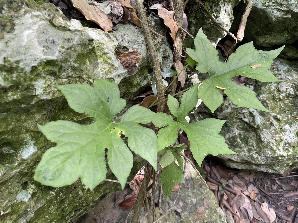 wart flower from Puerto Rico, Guayanilla, Puerto Rico, US on July 7 ...
