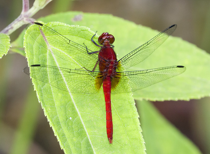 Scarlet Dragonlet (Odonata of Loreto, Peru) · iNaturalist