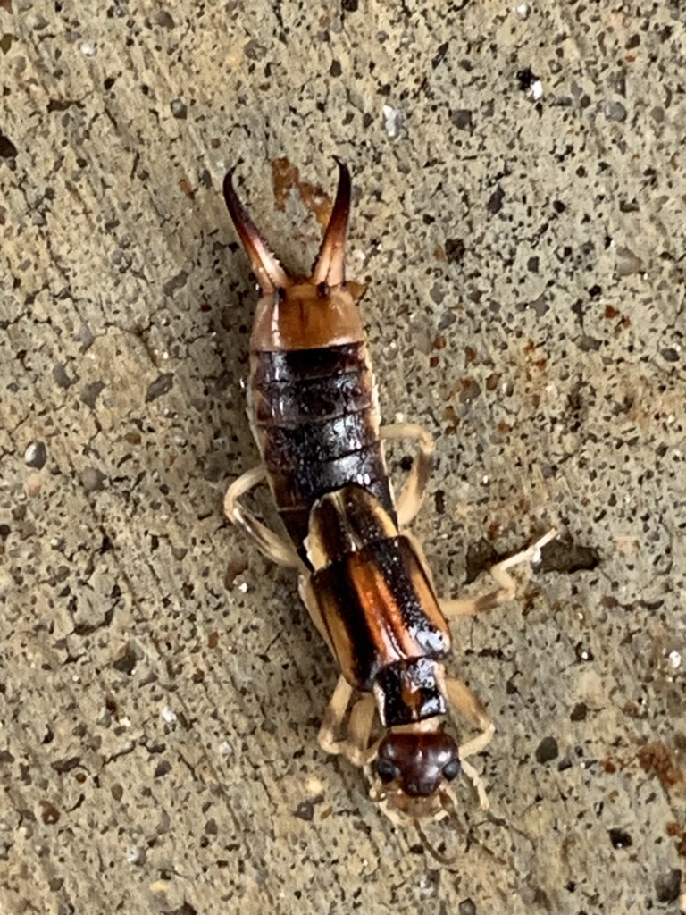 Shore Earwig from CR-794, Alvin, TX, US on July 8, 2023 at 11:51 AM by ...