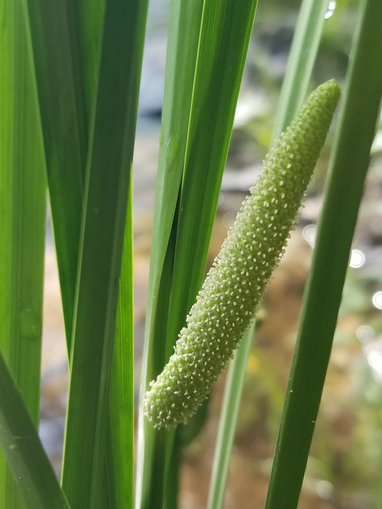 American Sweet-Flag from Norway, MI 49870, USA on July 8, 2023 at 04:25 ...