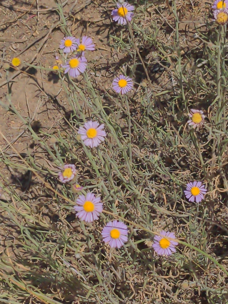 thread-leaf fleabane from Deschutes County, US-OR, US on July 8, 2023 ...