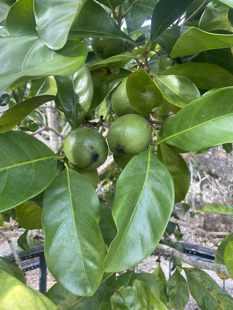 Brown Gardenia from Anzac Av, Kallangur, QLD, AU on July 9, 2023 at 02: ...