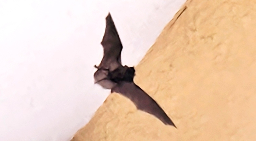 Eastern Bent-winged Bat from Beijing, Beijing, CN on July 9, 2023 at 12 ...