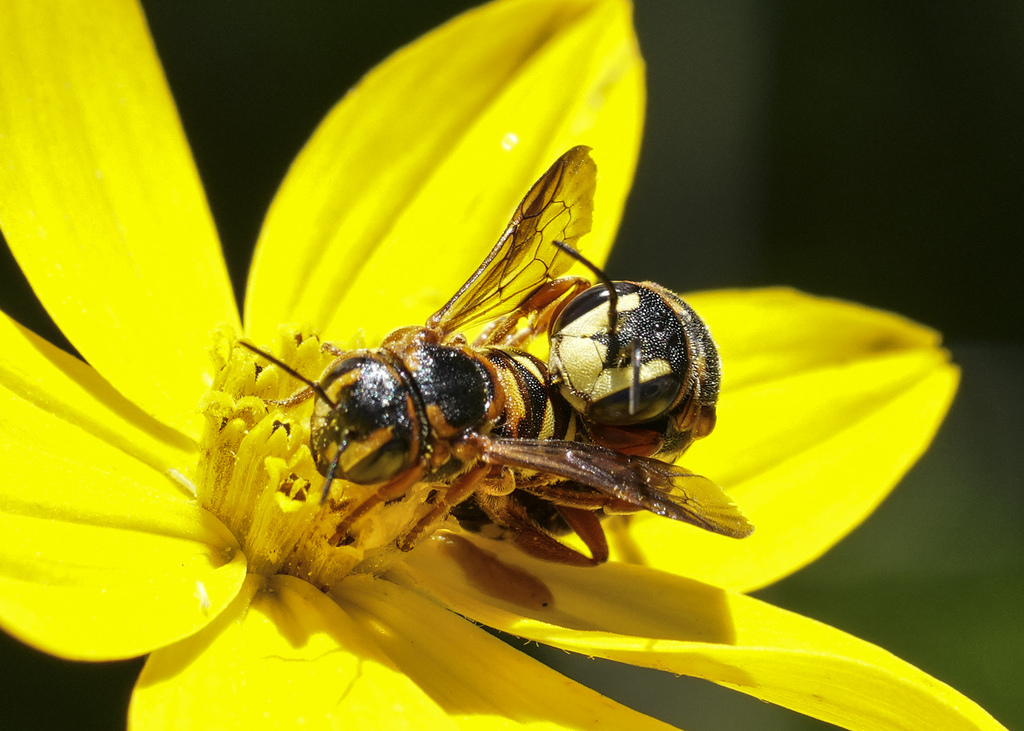 Curved Pebble Bee from Sierra & Davison, Richland, WA, USA on July 1 ...
