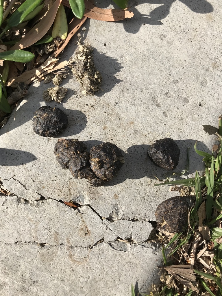 Eastern Grey Kangaroo from Col Fischer Park, Banksia Beach, QLD, AU on ...
