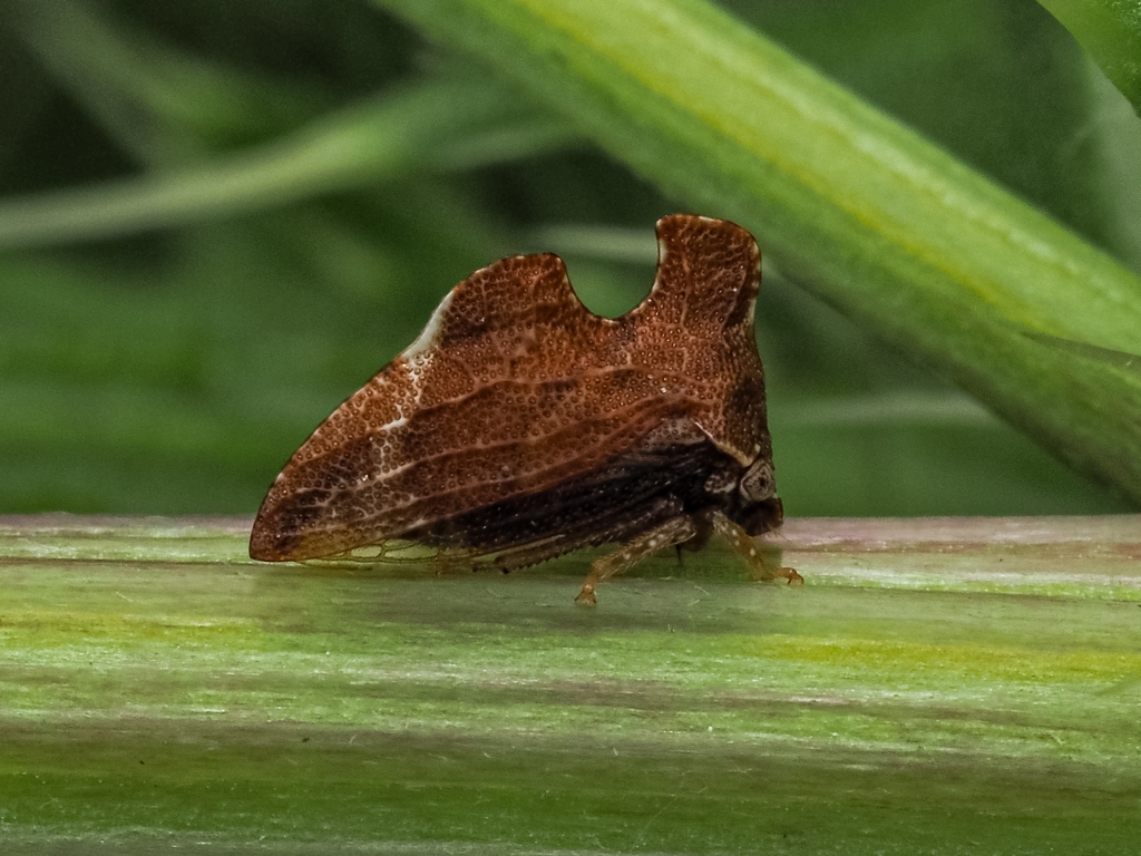 Keeled Treehopper from Saint-Lazare, QC J7T 2Y8, Canada on June 27 ...