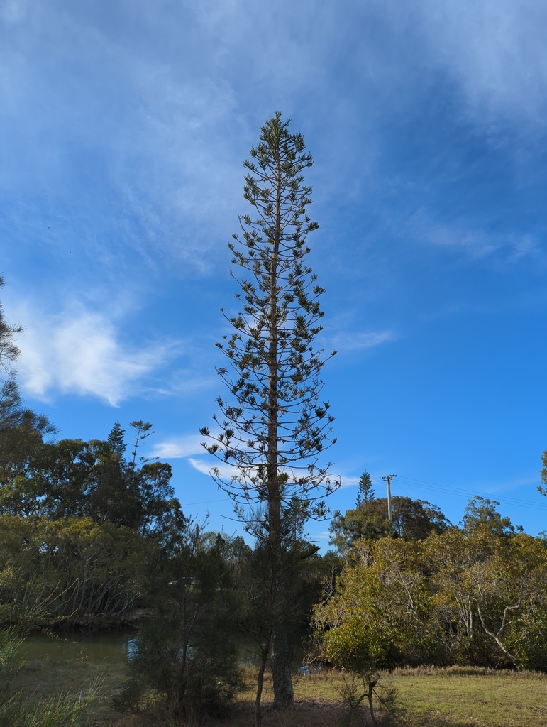 Eutacta from Banksia Beach QLD 4507, Australia on July 9, 2023 at 03:08 ...