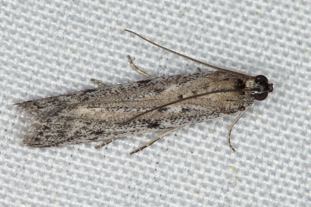 Dusky Raisin Moth from Daybreak, South Jordan, UT 84009, USA on July 4 ...