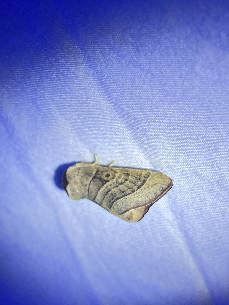 Contracted Datana Moth in July 2023 by krdarc28 · iNaturalist