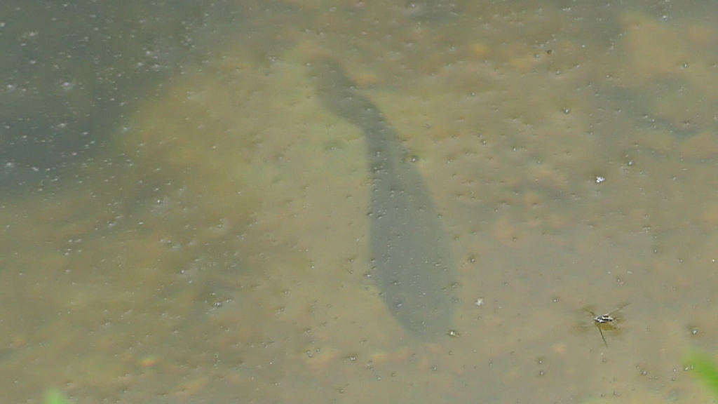 Trepobates from Cooper Creek Trail, Denton, TX on June 9, 2023 at 02:14 ...