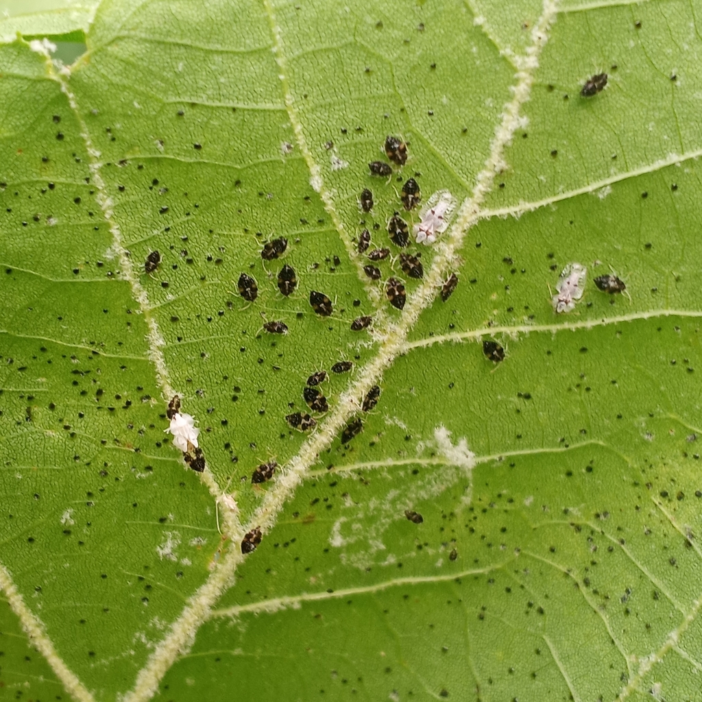Eastern Sycamore Lace Bug from Oldtown, MD 21555, USA on July 8, 2023 ...