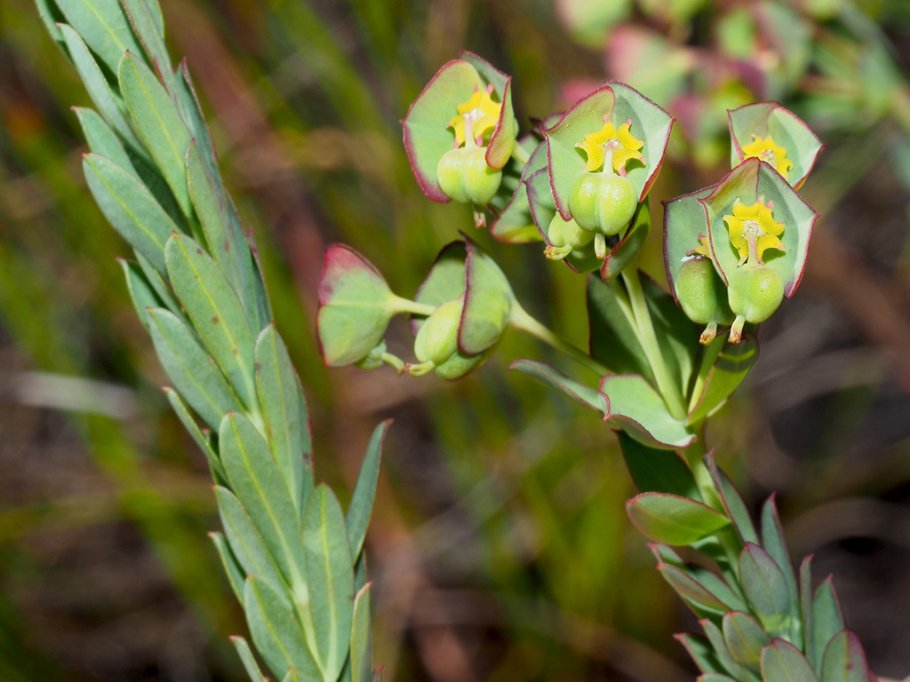 Pee Spurge (Plants of the Tygerberg Nature Reserve) · iNaturalist