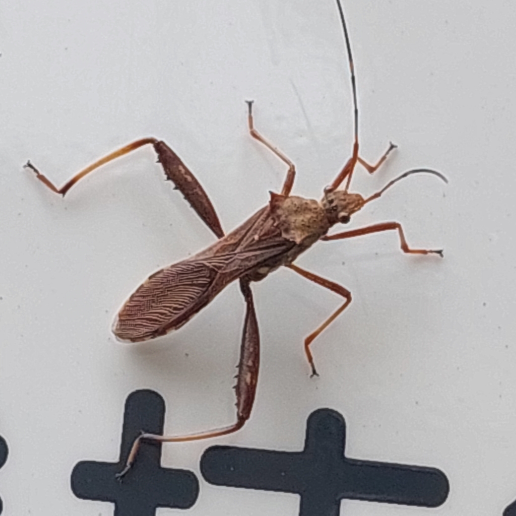 Riptortus pedestris from Higashikanda, Chiyoda City, Tokyo 101-0031 ...