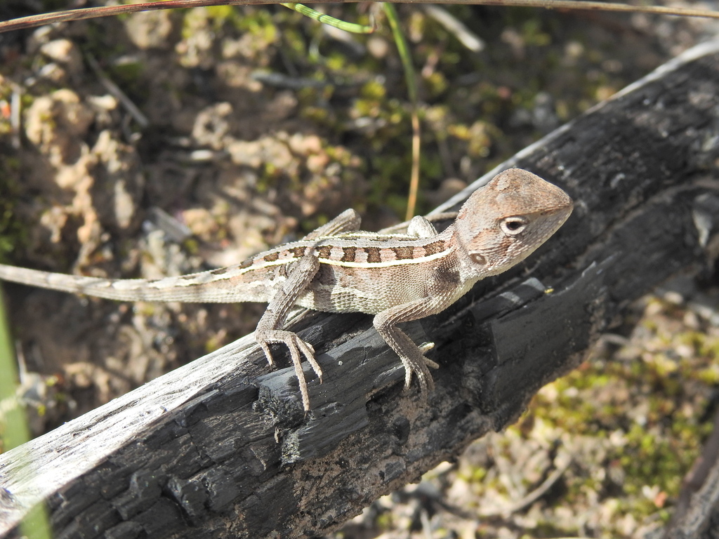Nobbi from Walligan QLD 4655, Australia on July 9, 2023 at 12:26 PM by ...