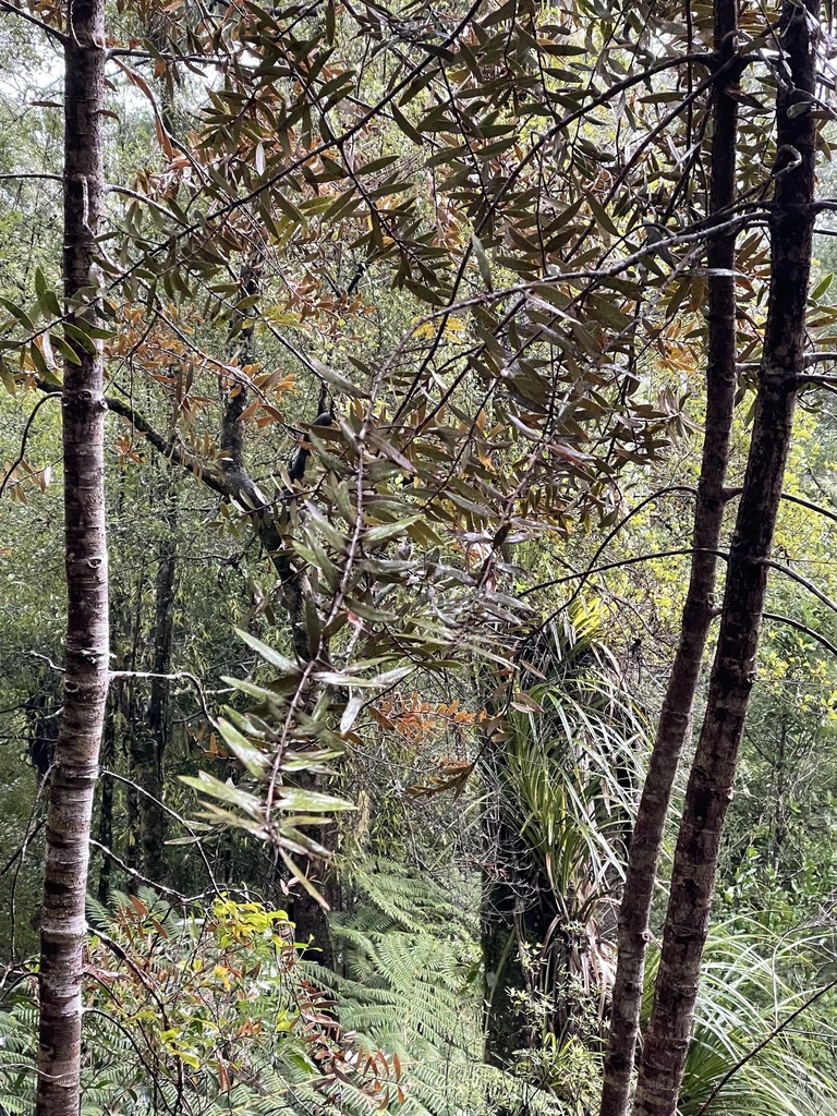 kauri from Pukenui Forest, Northland Forest Park, Northland, NZ on July ...