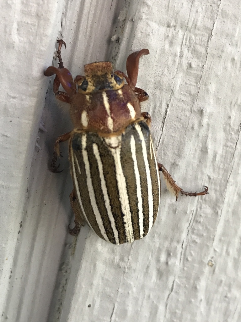 Ten-lined June Beetle from S Dollar St, Coeur d'Alene, ID, US on July 8 ...