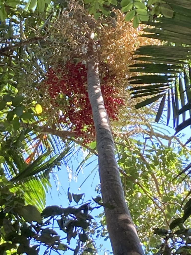 Carpentaria acuminata from Doctors Gully Rd, Larrakeyah, NT, AU on July ...
