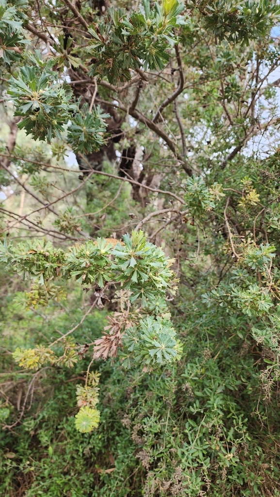 Parrot Bush from City Beach WA 6015, Australia on July 9, 2023 at 11:29 ...