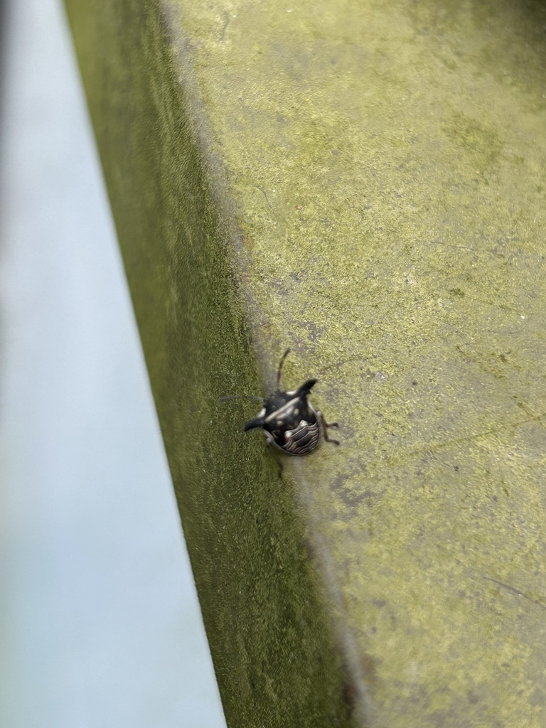 Alcimocoris japonensis from 久里浜3丁目, 横須賀市, 神奈川県, JP on July 9, 2023 at ...