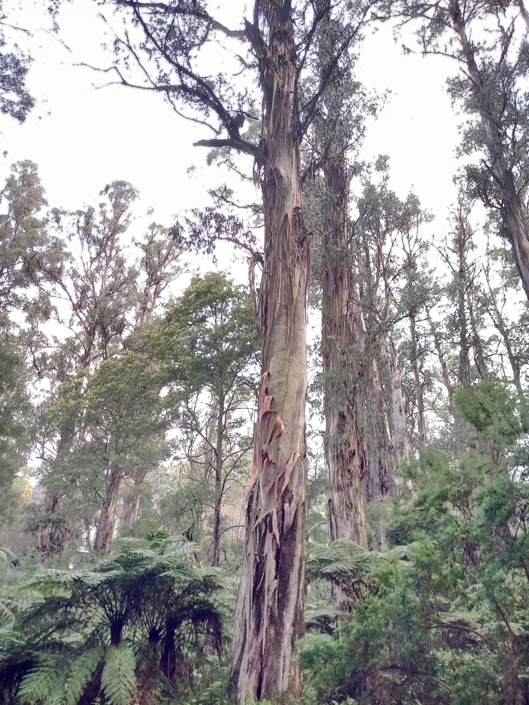 Australian Mountain Ash from Olinda VIC 3788, Australia on July 9, 2023 ...