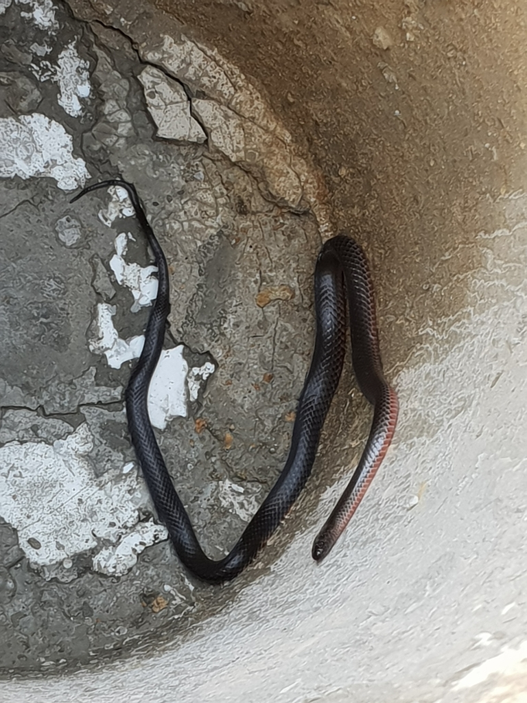 Eastern Small-eyed Snake from Numinbah Valley QLD 4211, Australia on ...
