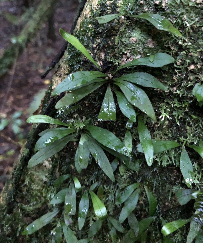 Loxogramme dictyopteris from North Island, Cambridge, Waikato, NZ on ...