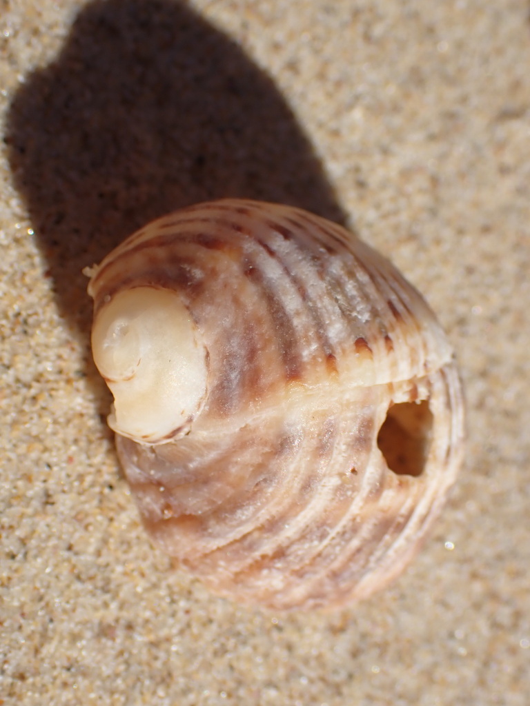Cart-Rut Shell from Nambucca Heads NSW 2448, Australia on July 7, 2023 ...