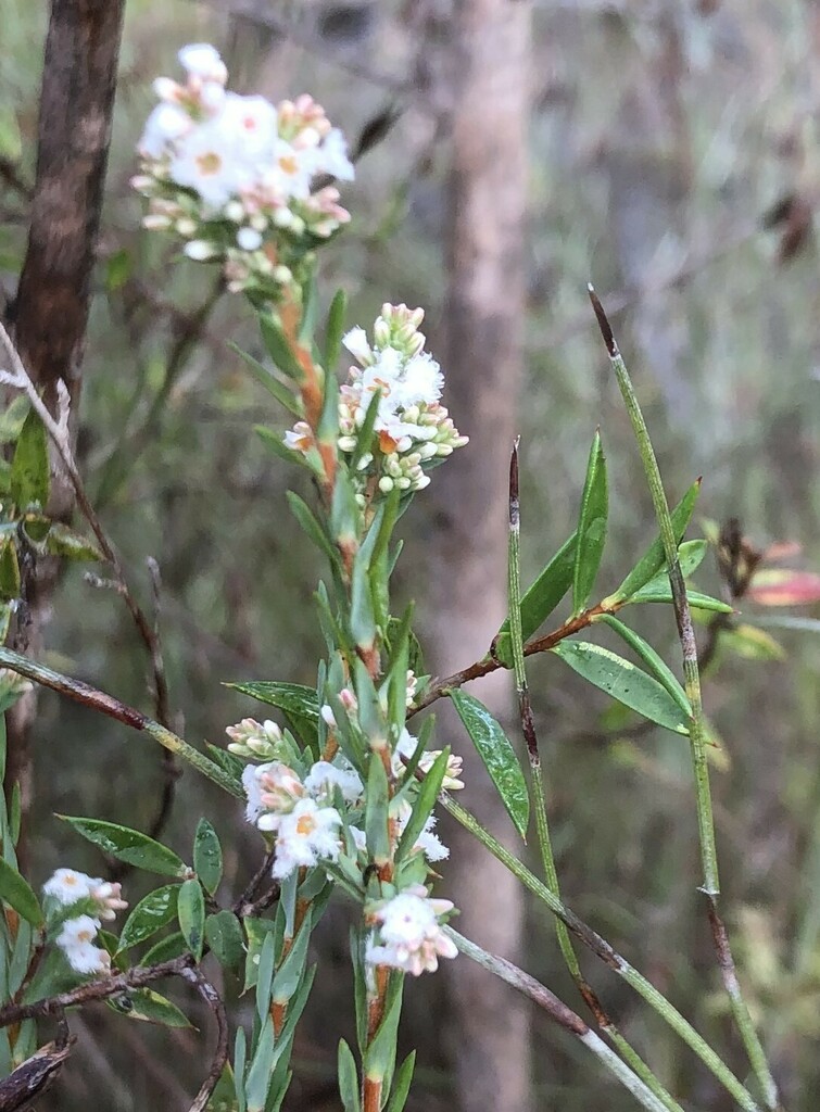 twisted beard-heath from Talapar SA 5271, Australia on July 9, 2023 at ...