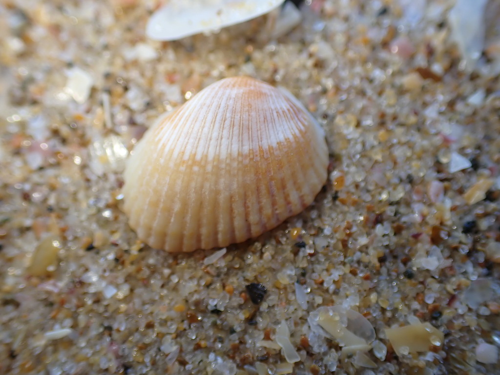 Sydney Cockle from Nambucca Heads NSW 2448, Australia on July 7, 2023 ...