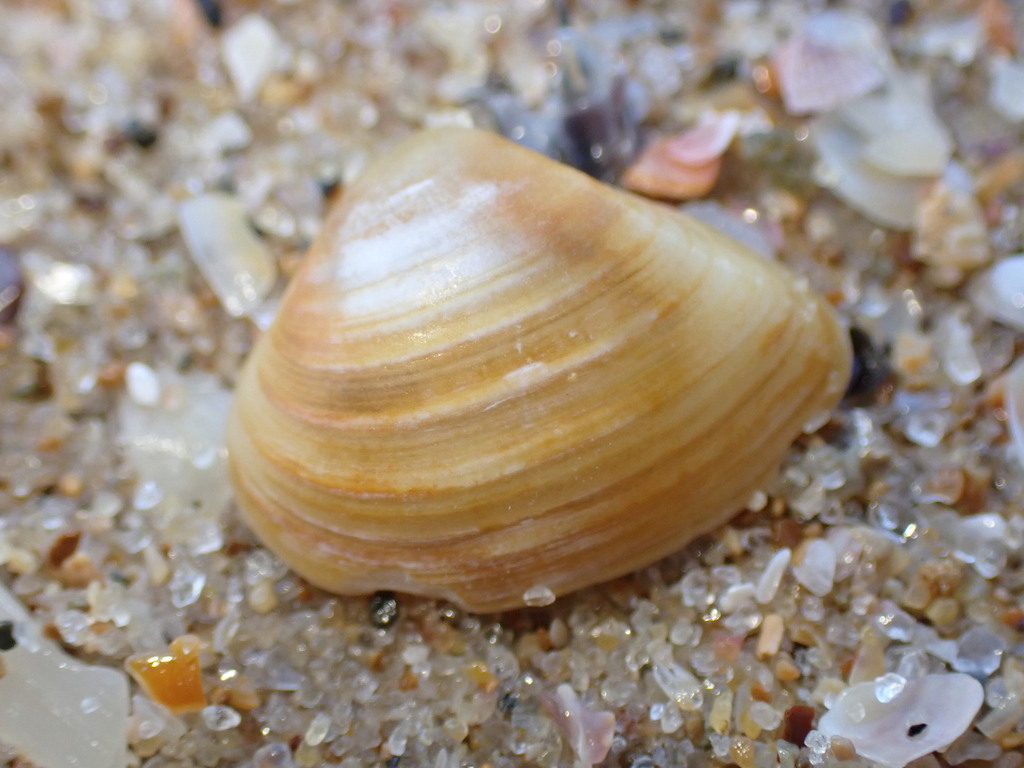 Spisula trigonella from Nambucca Heads NSW 2448, Australia on July 7 ...