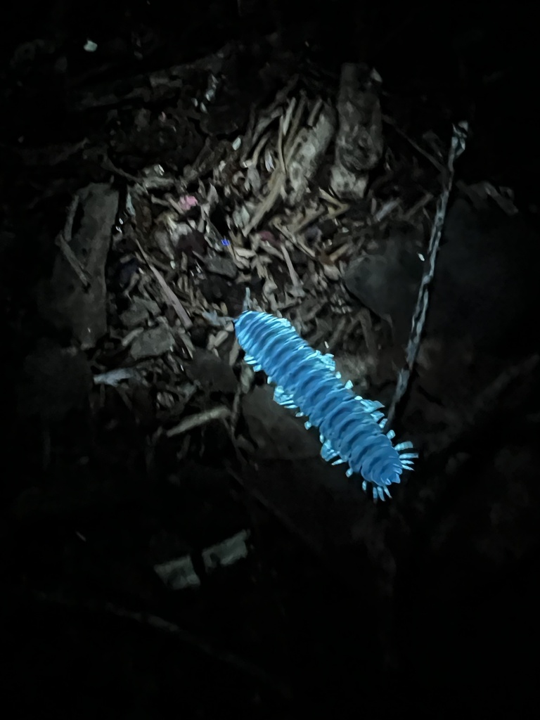 Georgia Flat-backed Millipede from Lucky Shoals Park, Tucker, GA, US on ...