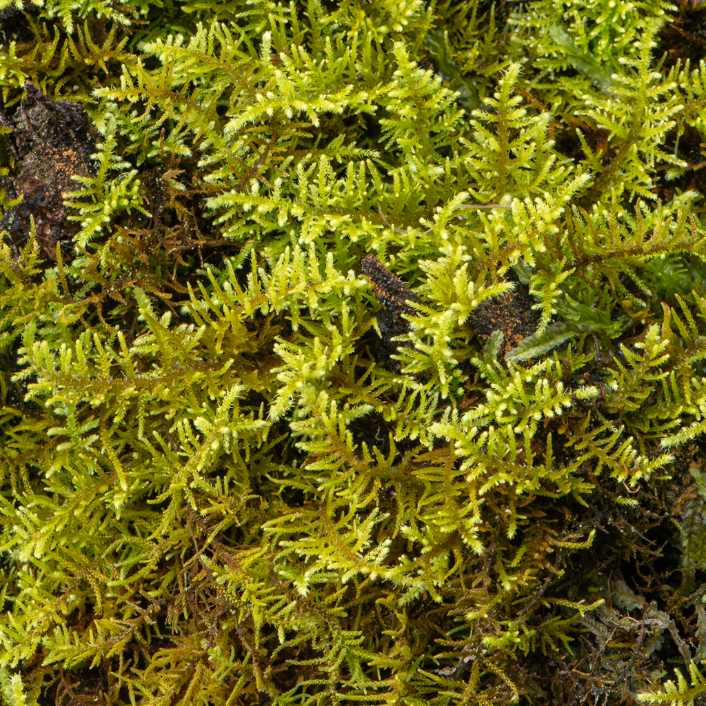 mosses from Smythesdale VIC 3351, Australia on July 9, 2023 at 01:01 PM ...