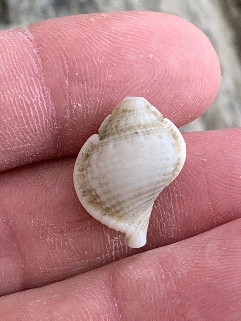 Frog Shell from South Pacific Ocean, Thornton Beach, QLD, AU on July 9 ...