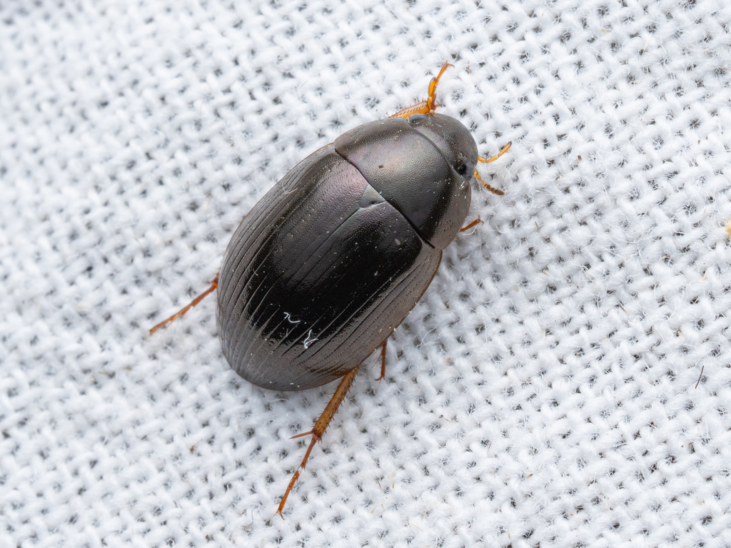 Hydrobius from Bezirk Steglitz-Zehlendorf, Berlin, Deutschland on July ...