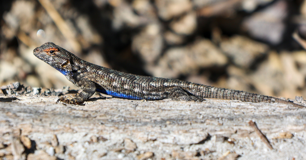 Western Fence Lizard From Yosemite National Park (parco Nazionale
