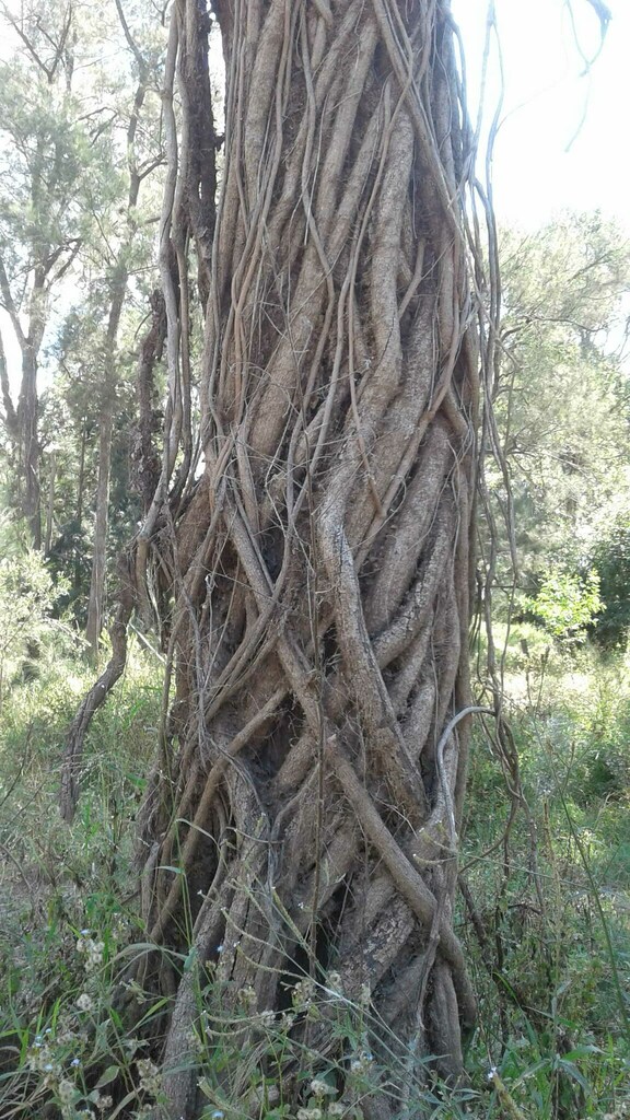 Catclaw vine from Boompa QLD 4621, Australia on April 27, 2018 at 11:07 ...