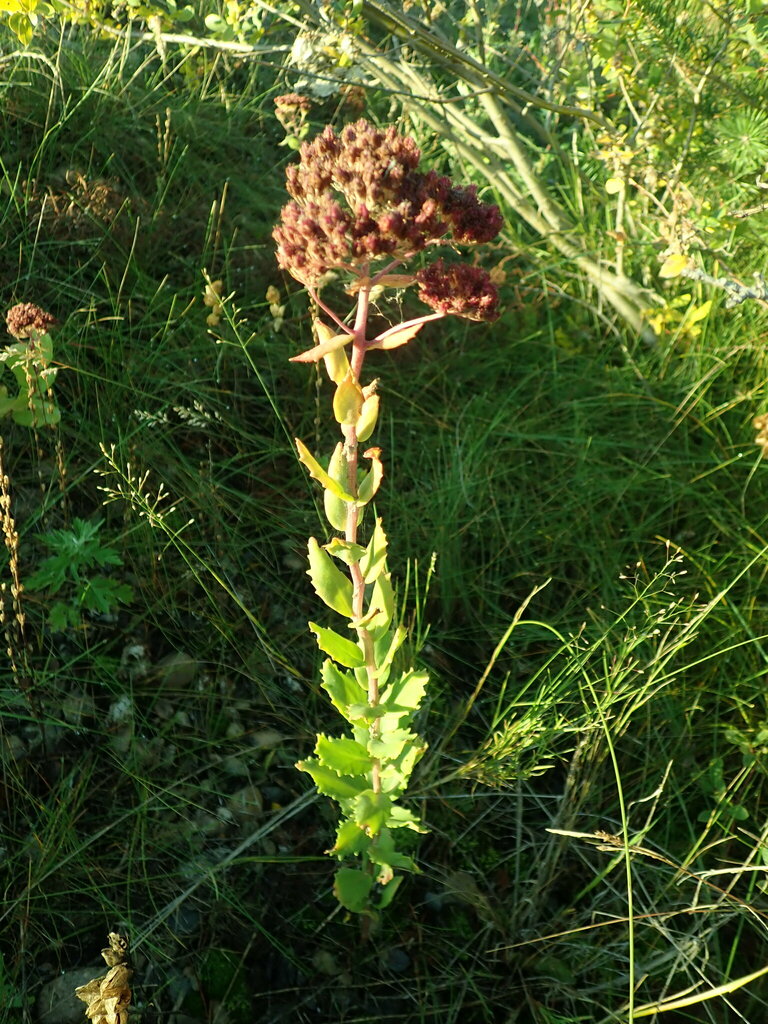 Orpine from Kabansky District, Buryatia, Russie on September 17, 2018 ...