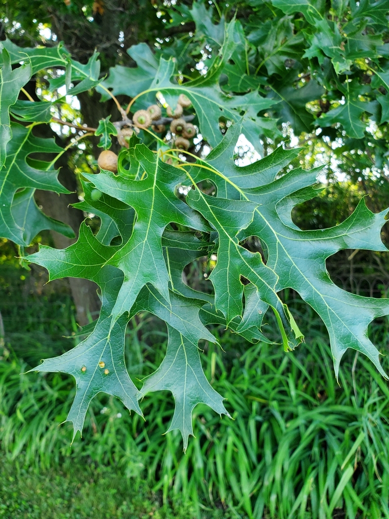 northern pin oak from Clifton on July 8, 2023 at 07:01 PM by Jace ...